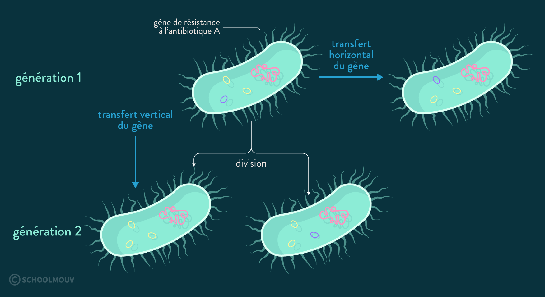 Variation génétique des bactéries, résistance aux antibiotiques : 1re