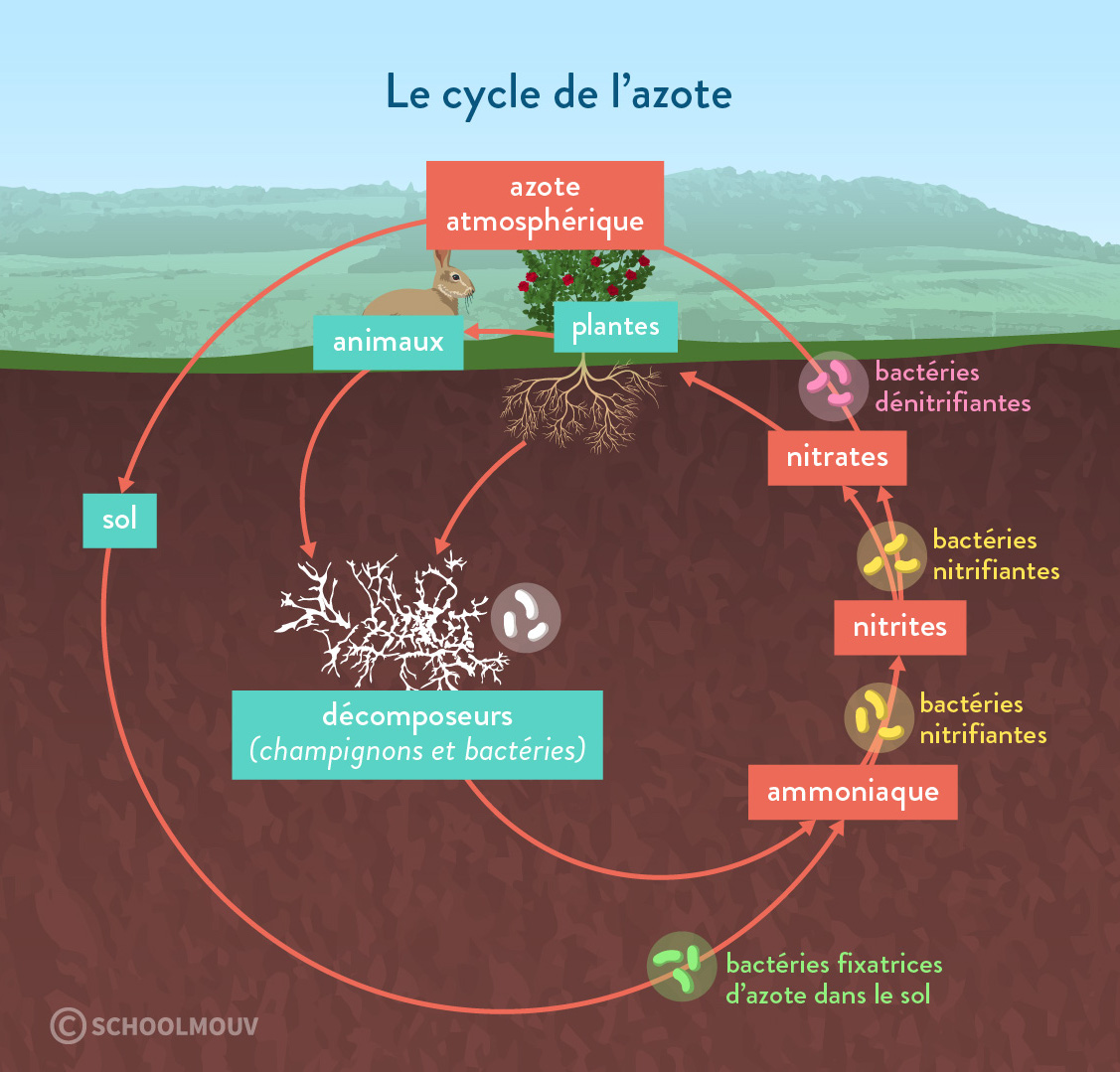 matiere organique svt seconde
