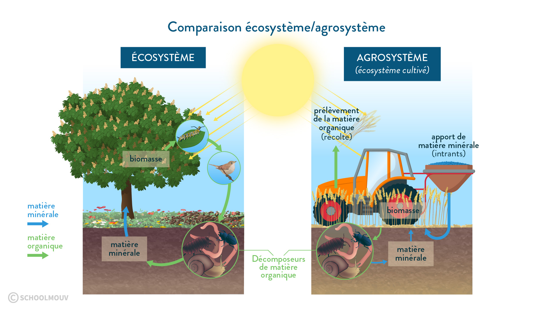 comparaison ecosysteme agrosysteme PDF Cours,Exercices ,Examens