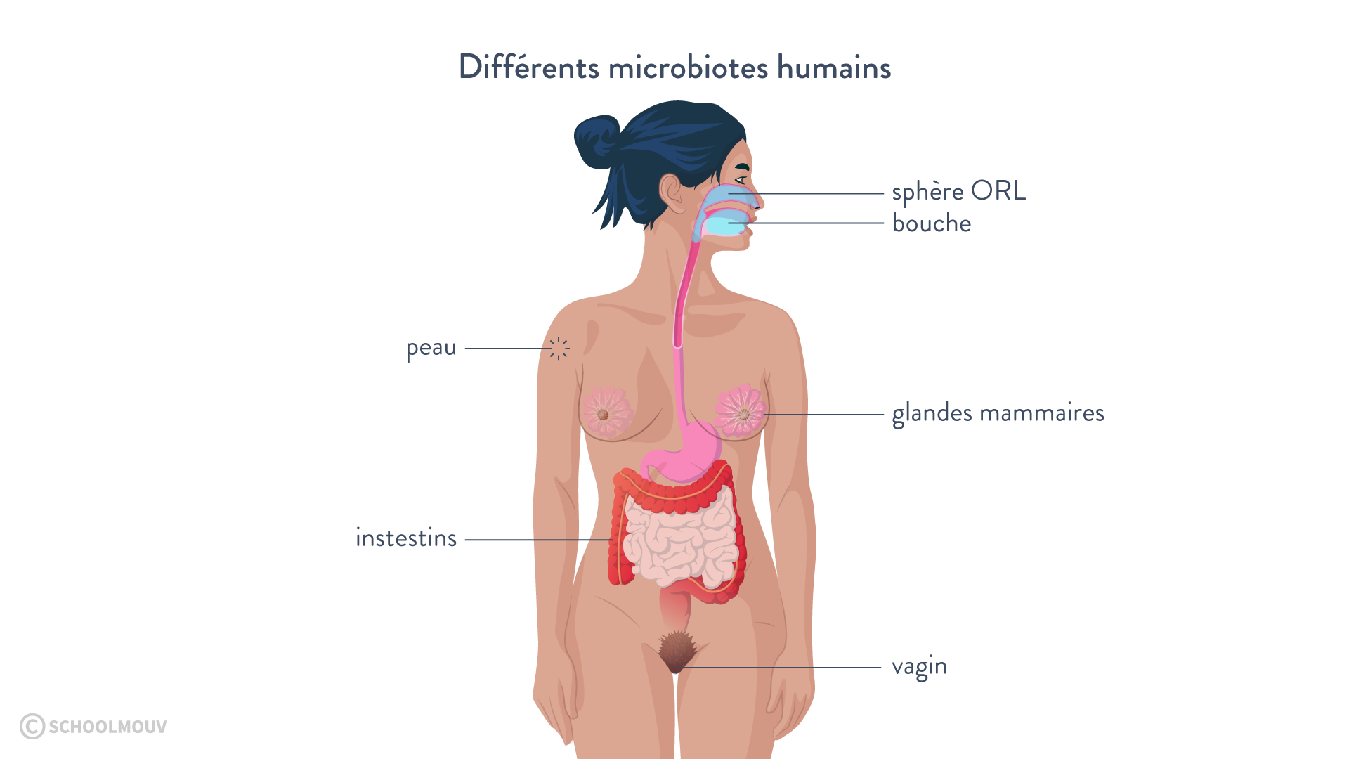 Symbiose et microbiote humain : Fiche de cours - SVT | SchoolMouv